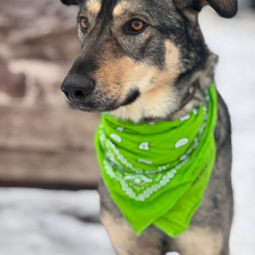 Песик в дар