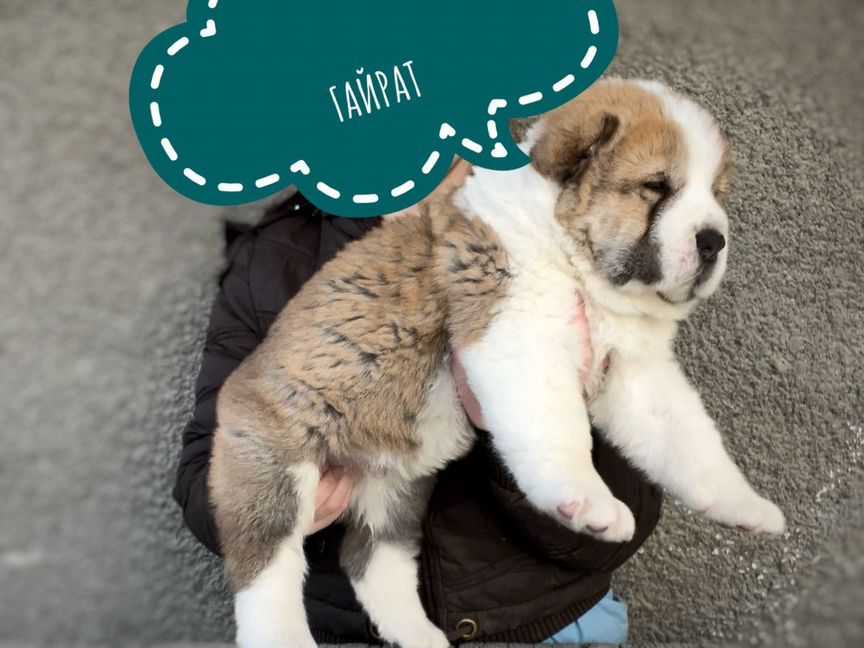 Щенки алабая, мощная охрана