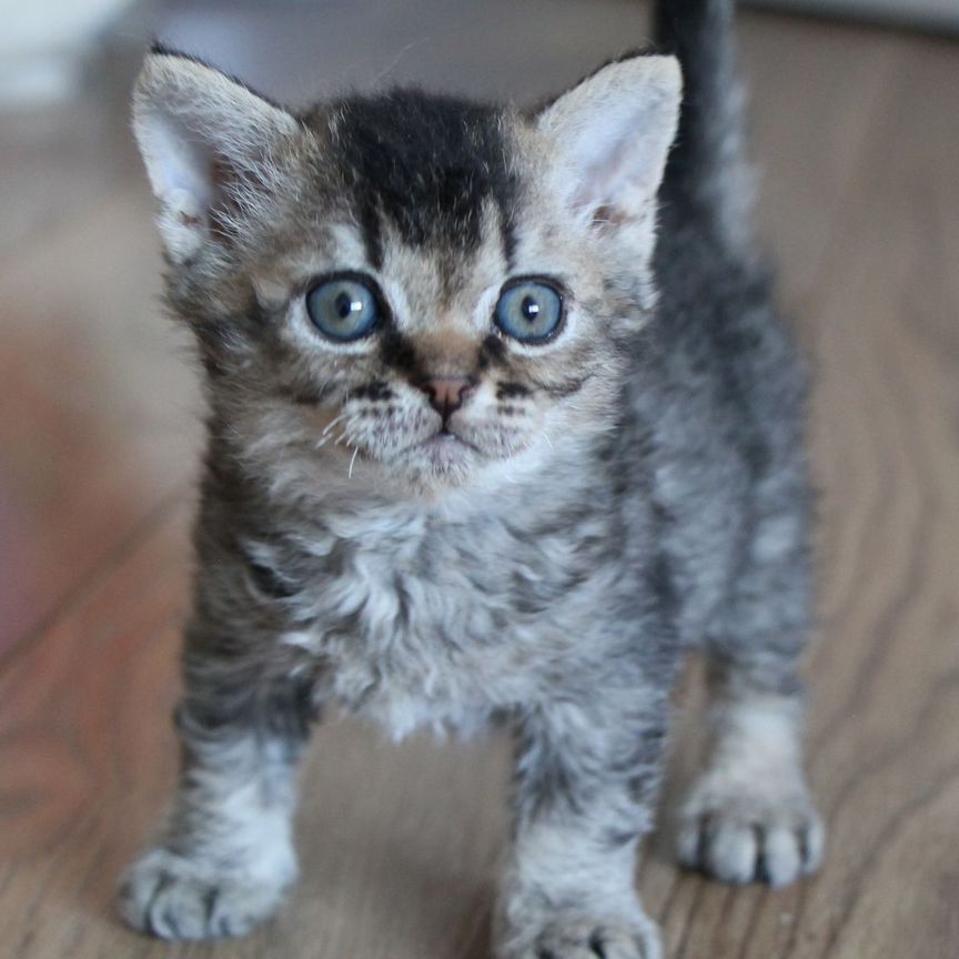 Веселая игрунья кудряшка Клюква