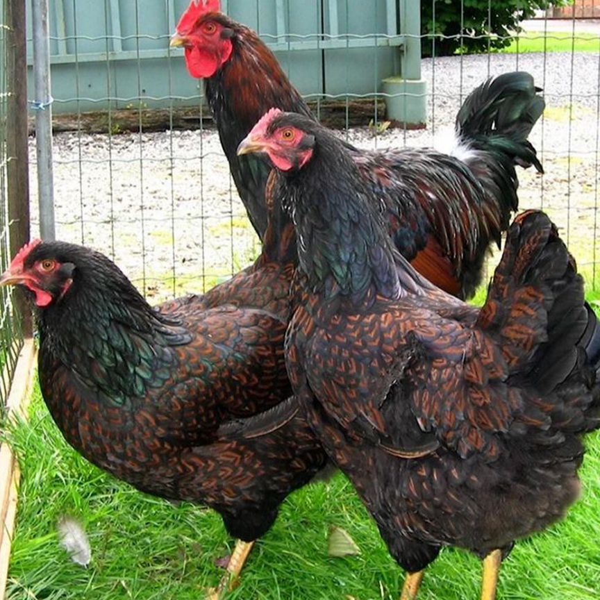 Барневельдер цыплята