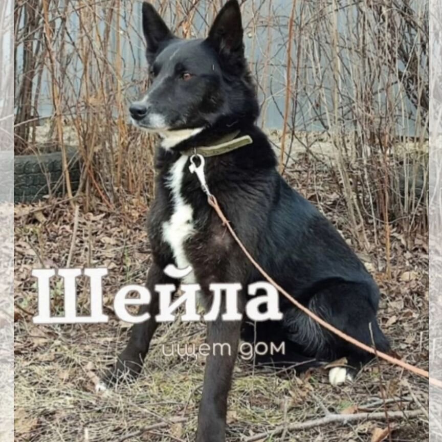 Взрослая собака в добрые руки