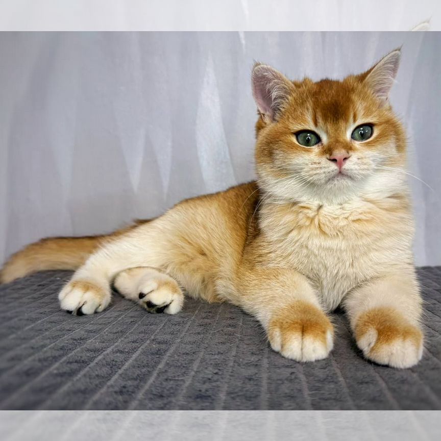 Британский короткошёрстный котёнок