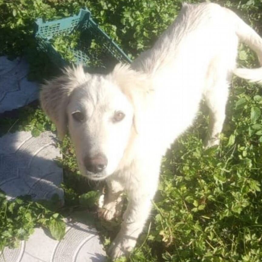 Взрослая собака в добрые руки