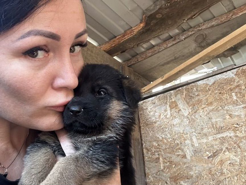 Щенки немецкой овчарки