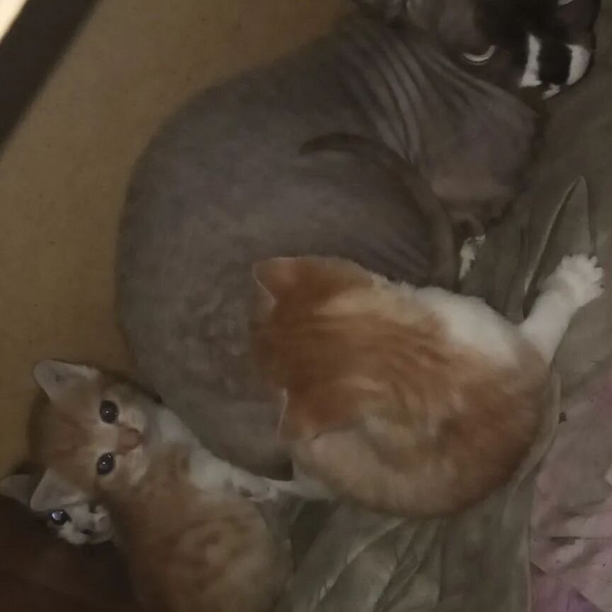 Канадский сфинкс котёнок