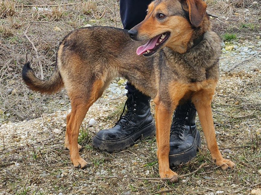 Красавица Герда в добрые руки