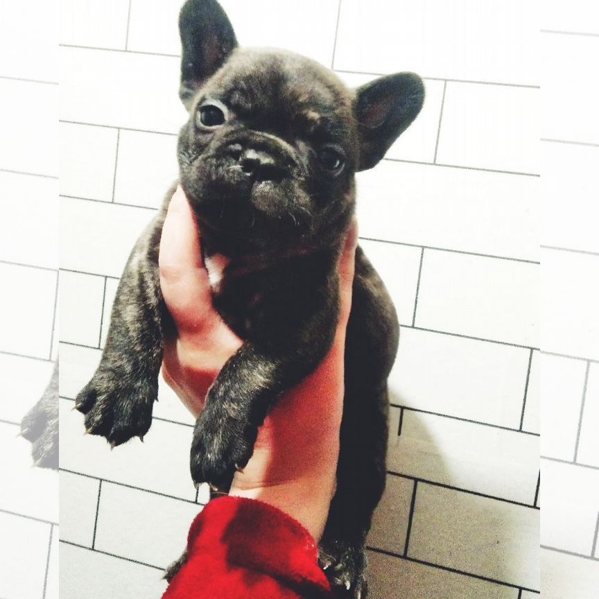 Французский бульдог, щенок