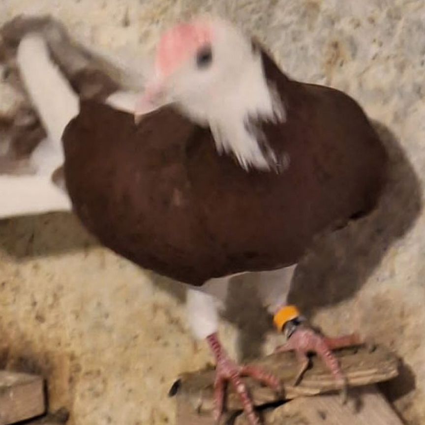 Голубь бакинский широкохвостый бойный