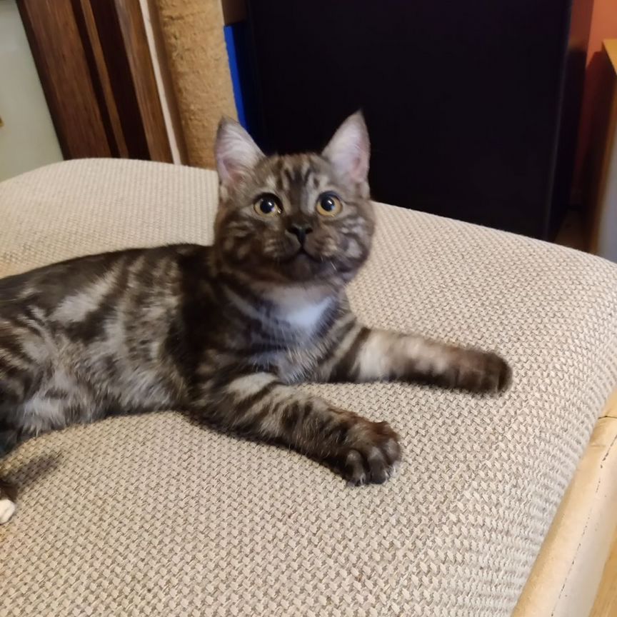 Котёнок мальчик