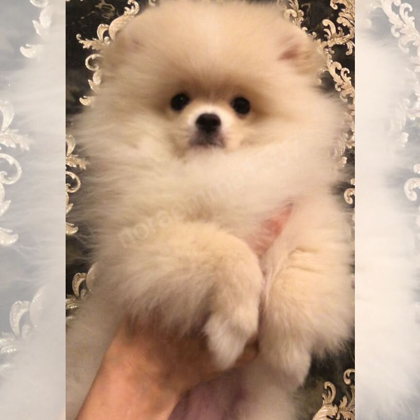 Померанский шпиц, щенок