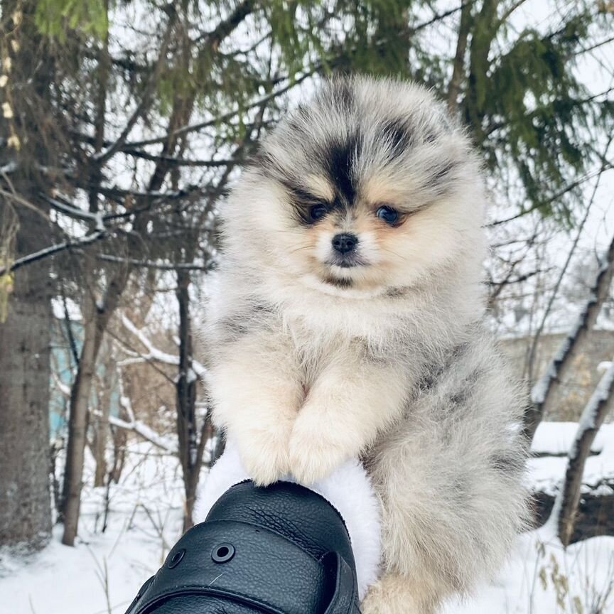 Померанский шпиц