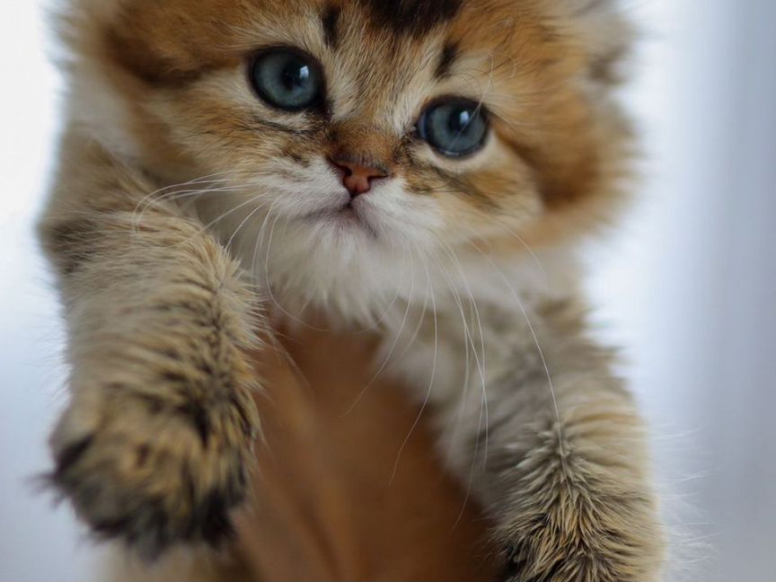 Шотландский котик