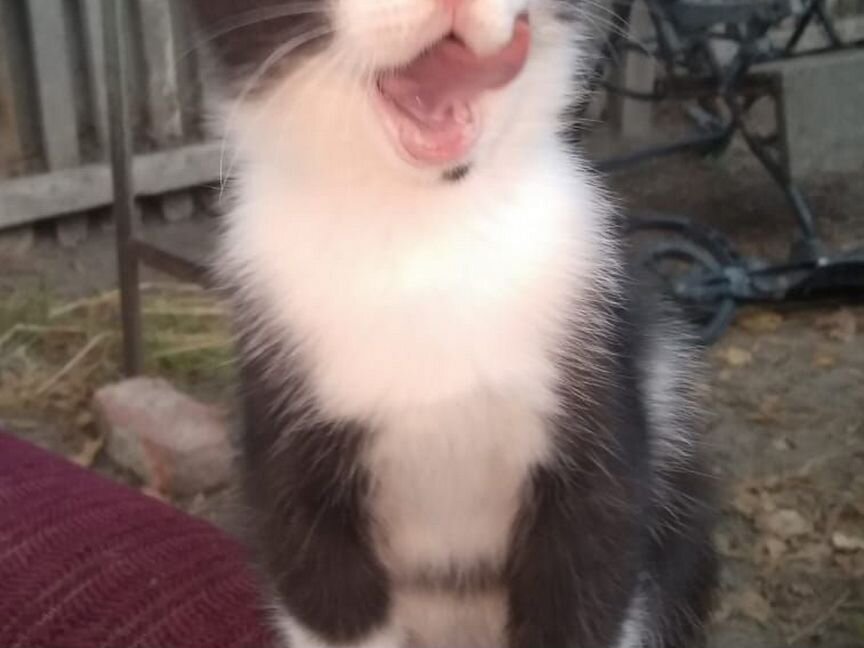 Котята в добрые руки даром