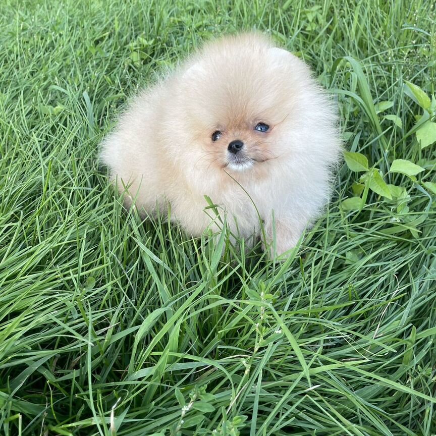 Мини мишутка