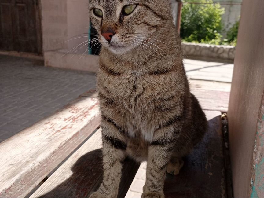 Трогательная тигрица мечтает о друге и доме