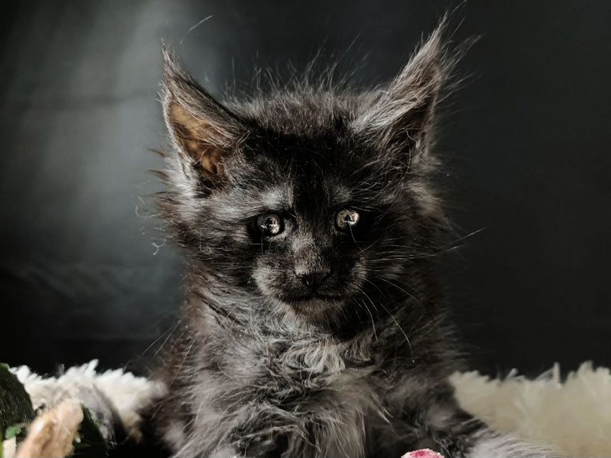 Черныш котенок Мейн кун