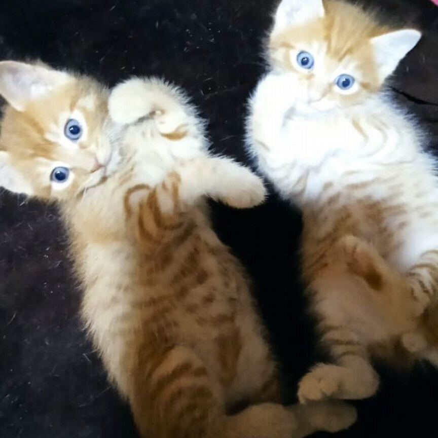 Рыжий котенок в добрые руки бесплатно