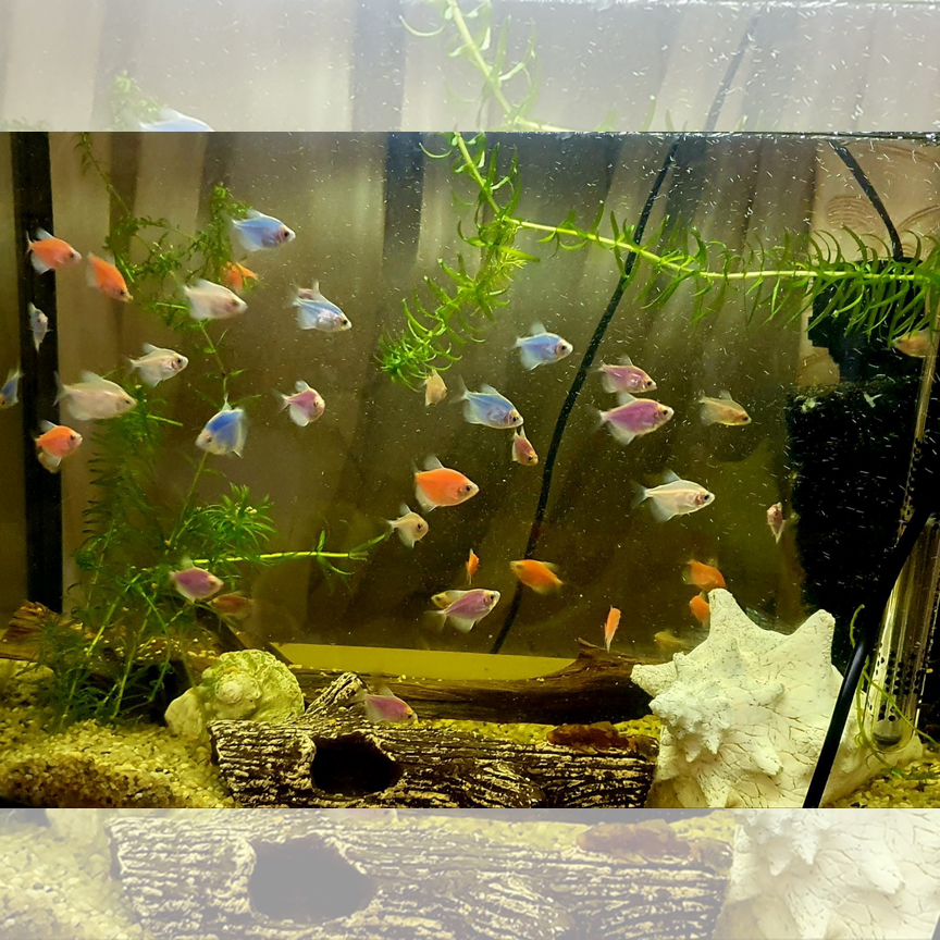 Тернеции гло фиш, креветки