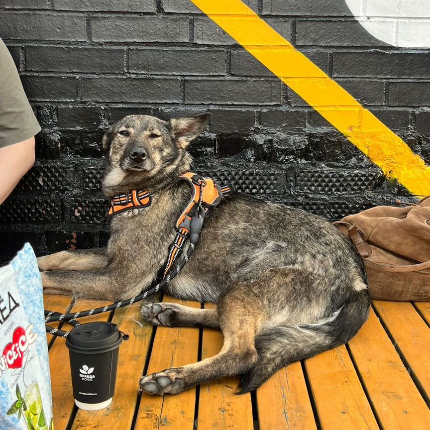 Гренка. Смешная собачка из приюта Некрасовка