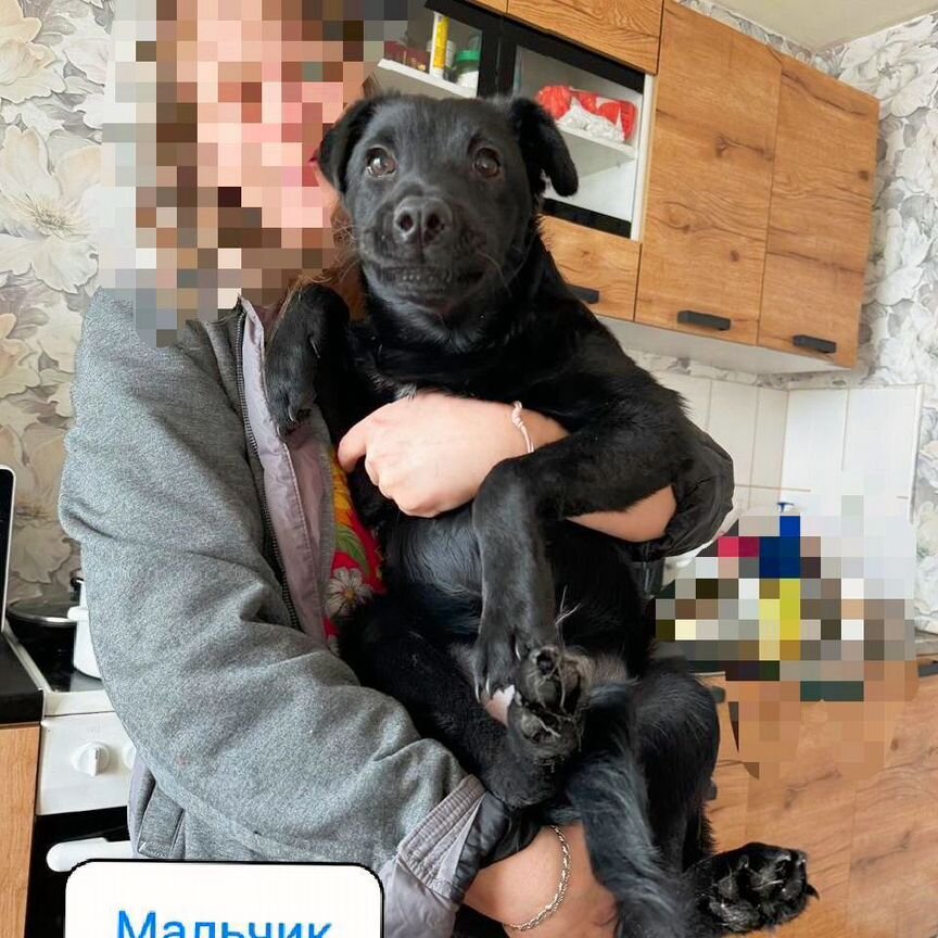 Очень нужен дом трём щенкам