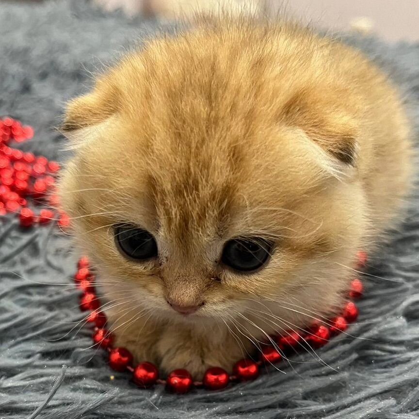 Шотландский вислоухий длинношёрстный котёнок