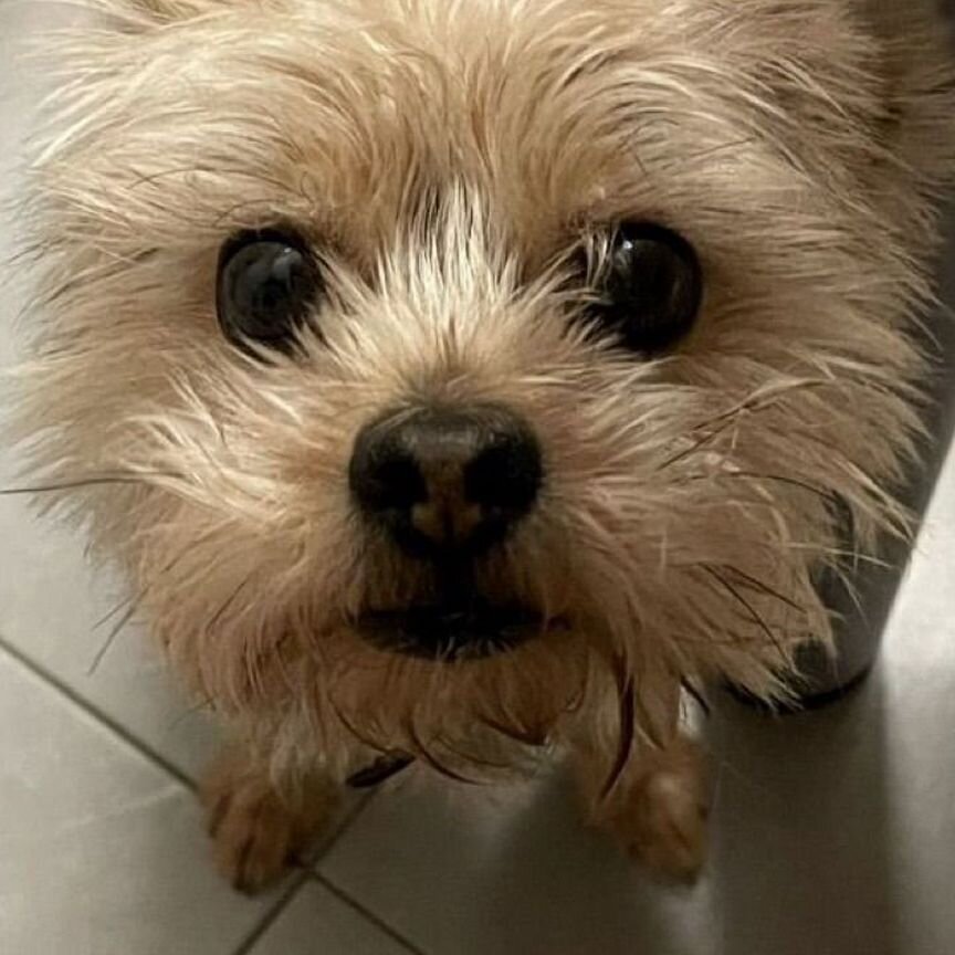 Йорк кобель отдам бесплатно