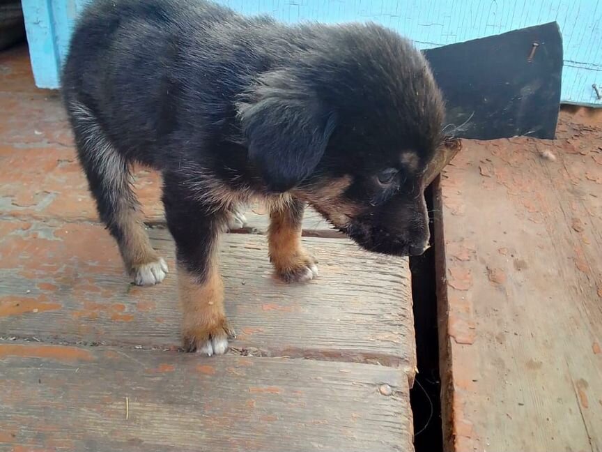 Пристрою щенят спасённых от живодёра подростка