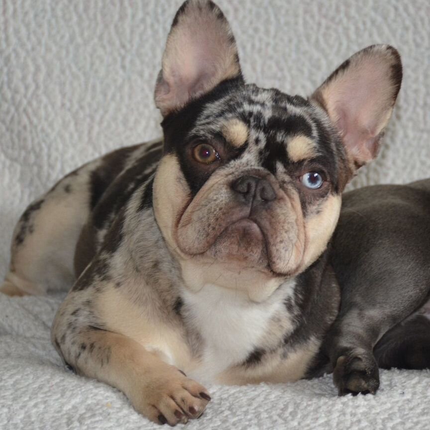 Взрослая девочка французского бульдога