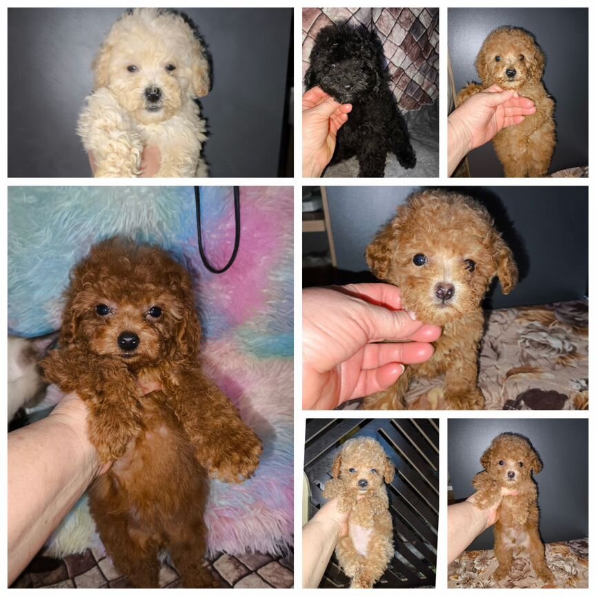 Пудель, щенок