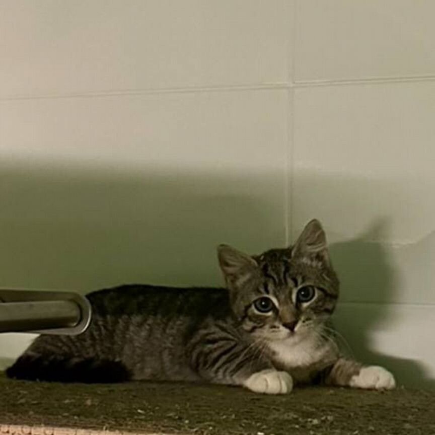 Котенок в добрые руки