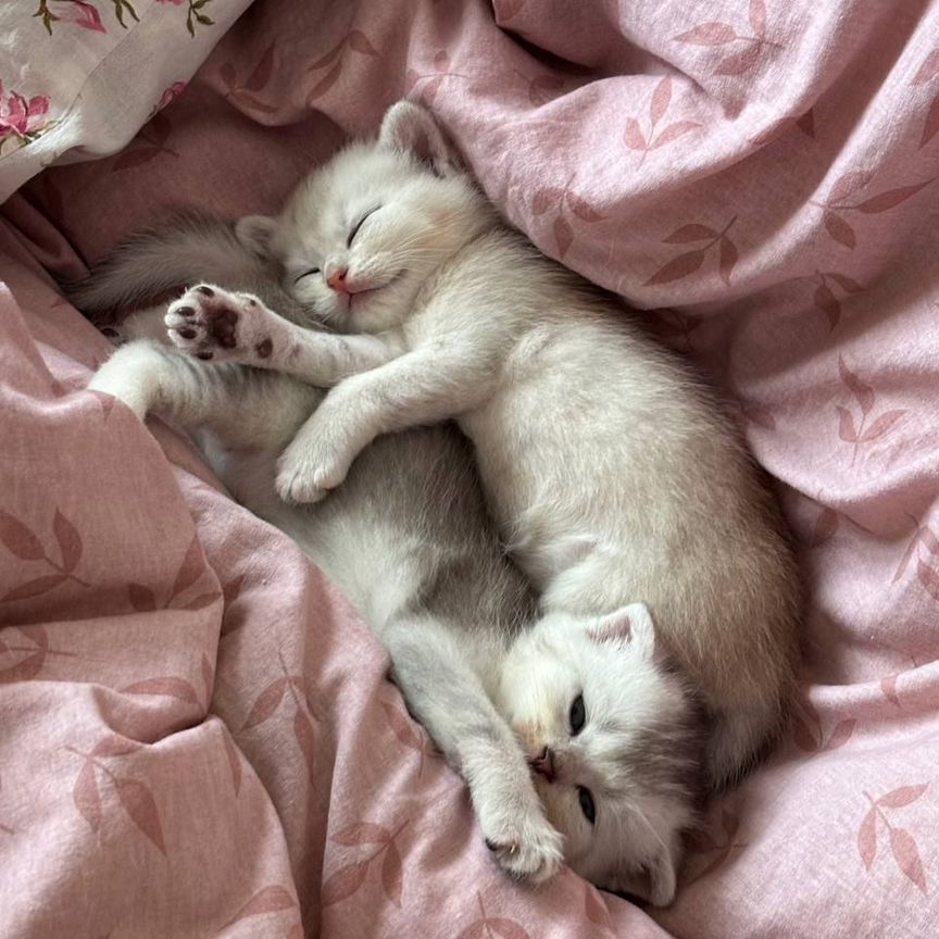 Шотладские котята