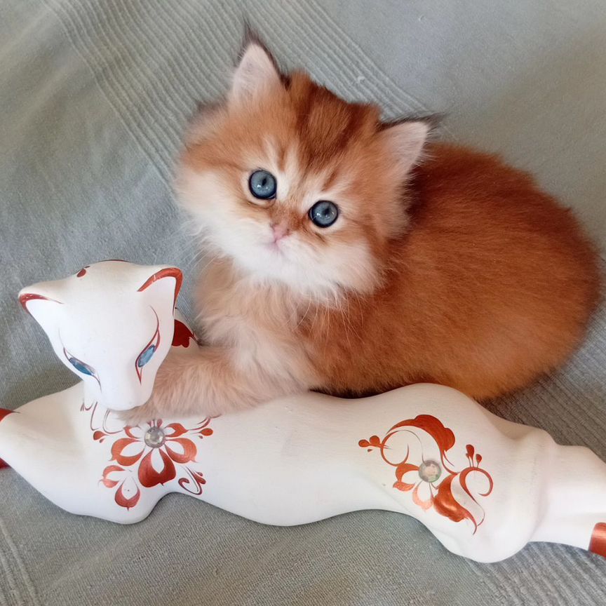 Шотландские золотые шиншиллы