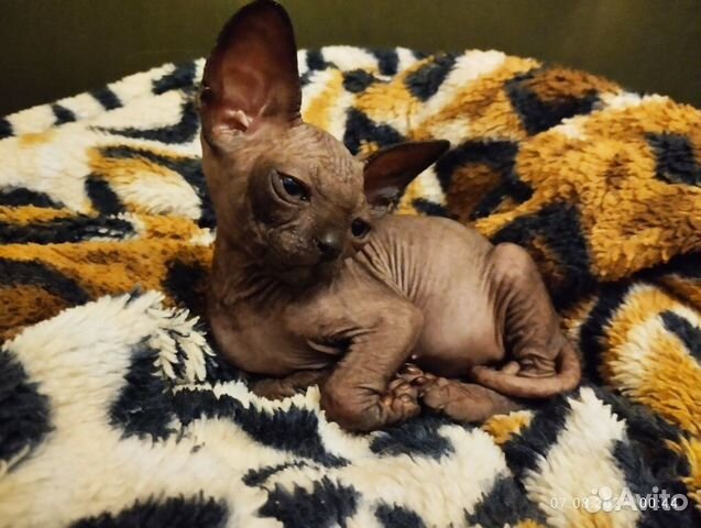 Канадский сфинкс котенок
