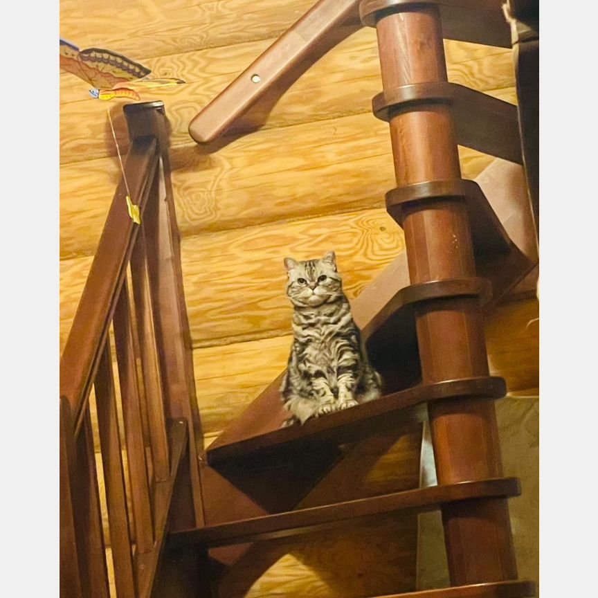 Кот в добрые руки