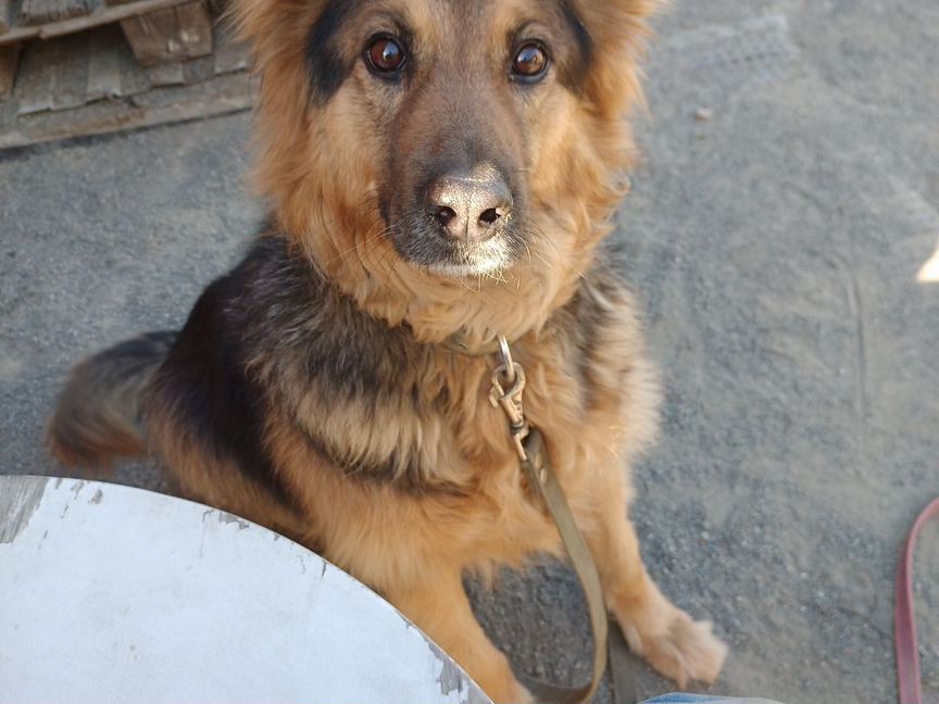 Метис овчарки ищет дом