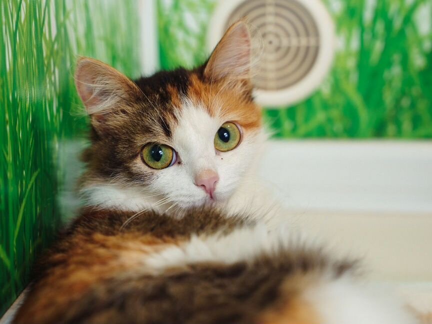 Кошка в дар бесплатно