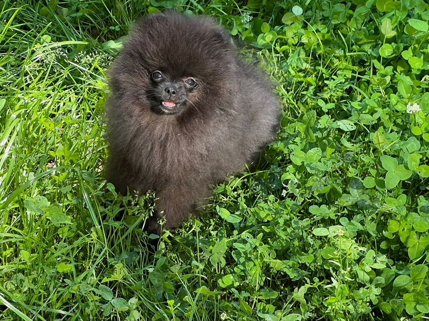 Мальчишка Пом шпиц