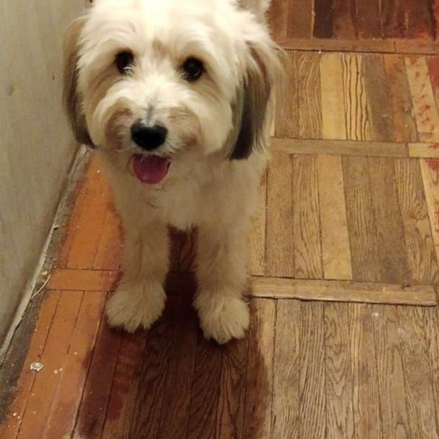 Воспитанный пёс ищет дом