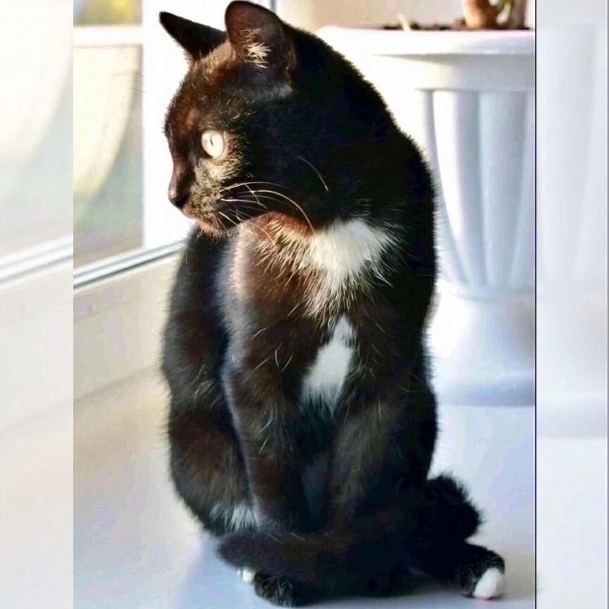 Британский короткошёрстный, взрослый кот