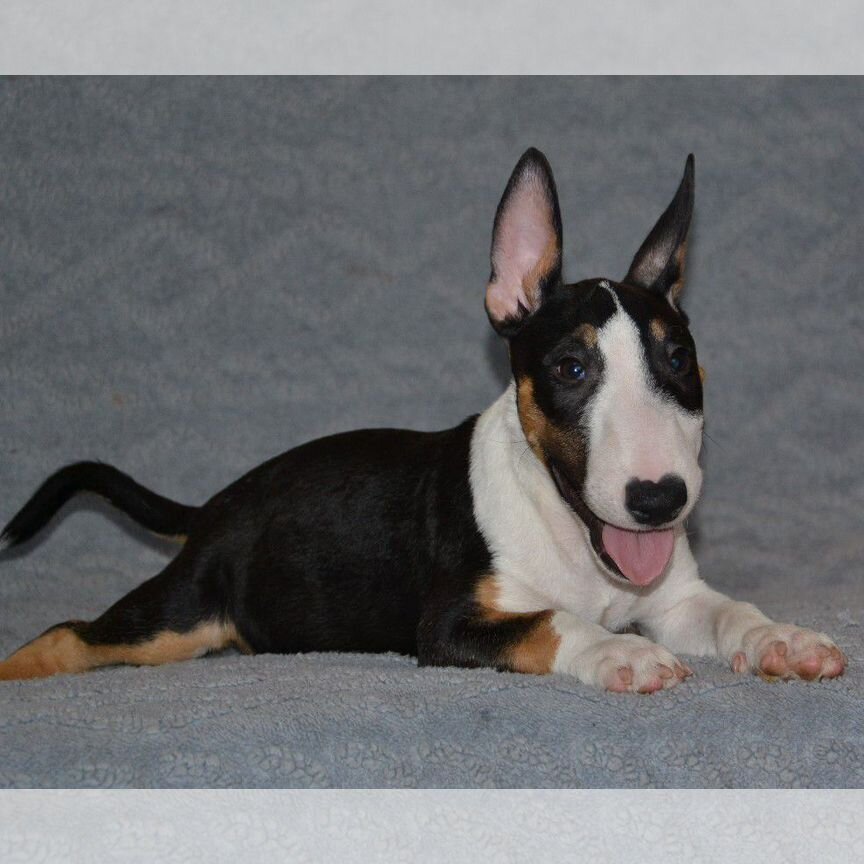 Бультерьер, щенок