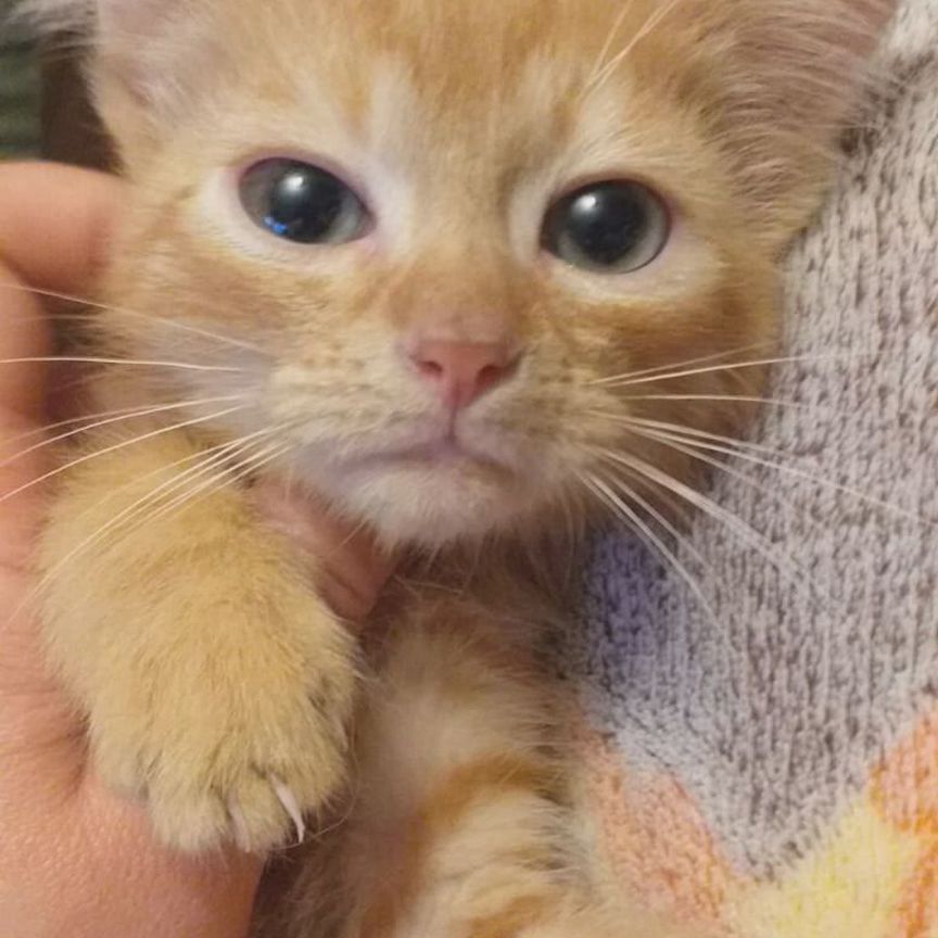 Котенок ищет заботливых хозяев