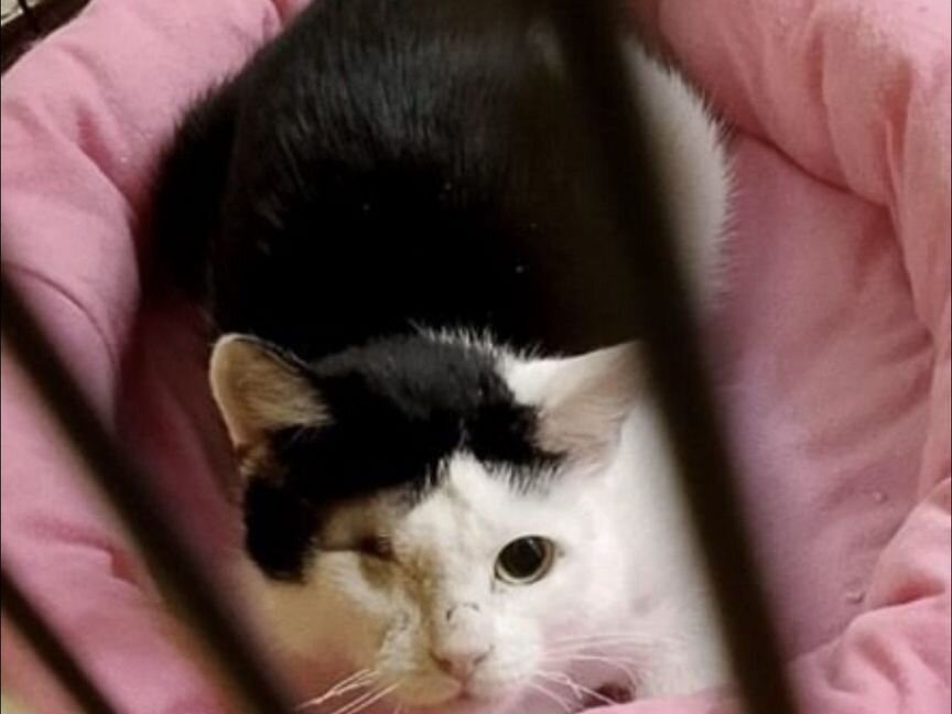 Несчастный котенок живет в клетке