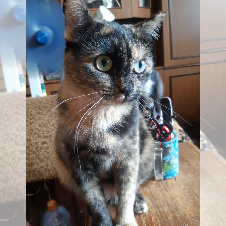 Коты и кошки и котята