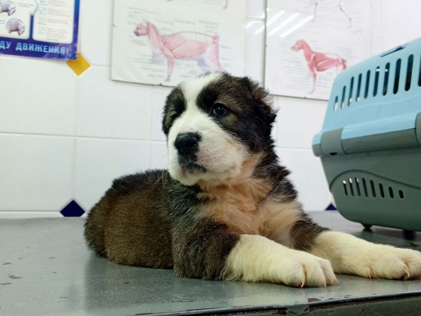 Среднеазиатская овчарка Алабай сука