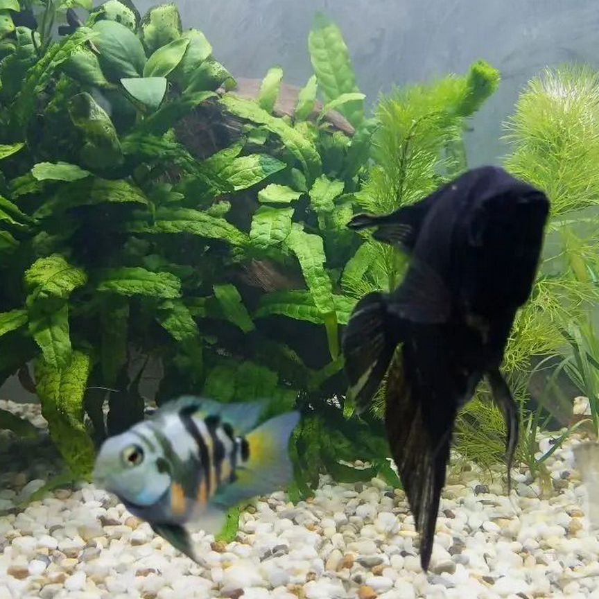 Аквариумные рыбки скалярии черные