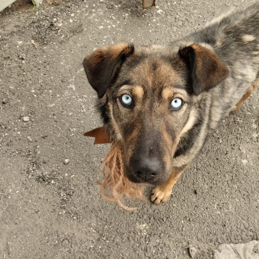 Собака в добрые руки