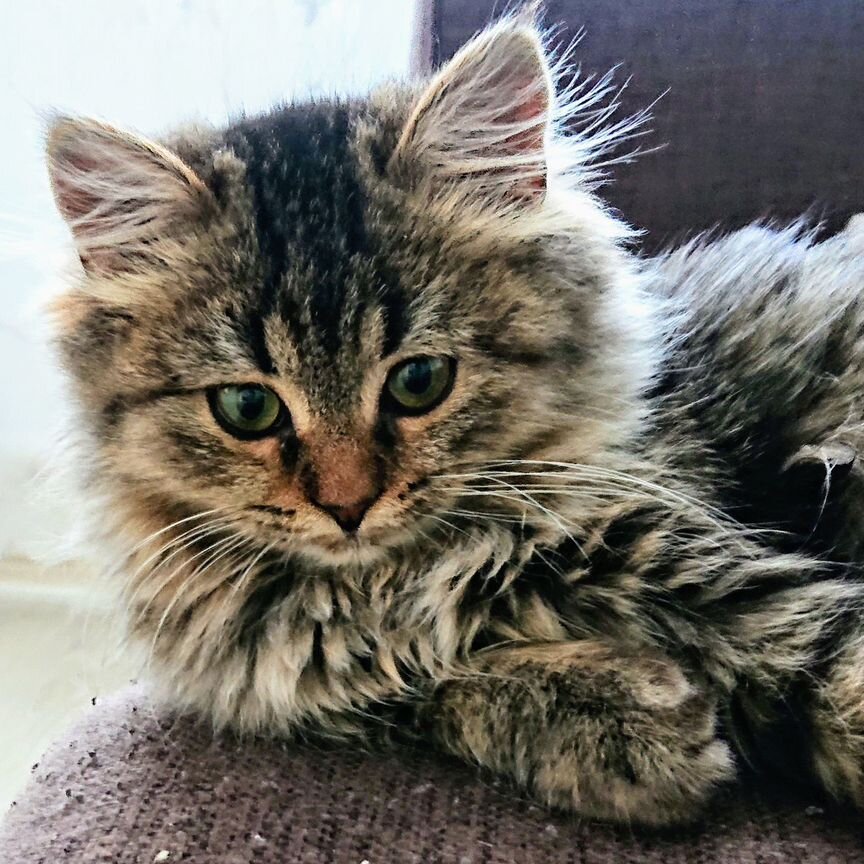 Котенок с подарком