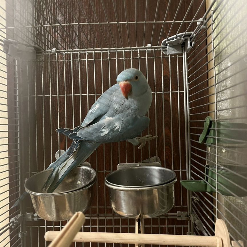 Ожереловый попугай