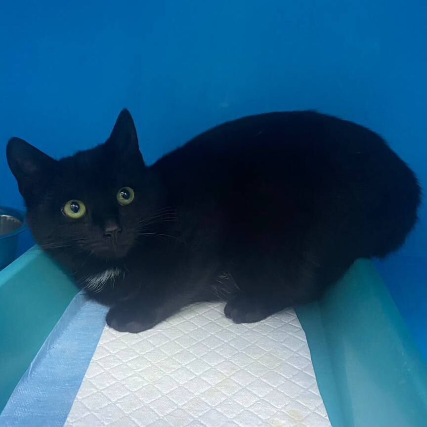 Линейка,котёнок,нельзя ей на улицу, ищем дом
