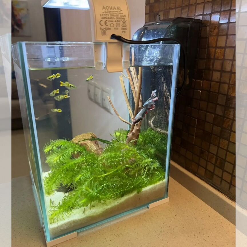 Аквариум (фильтр   лампа)